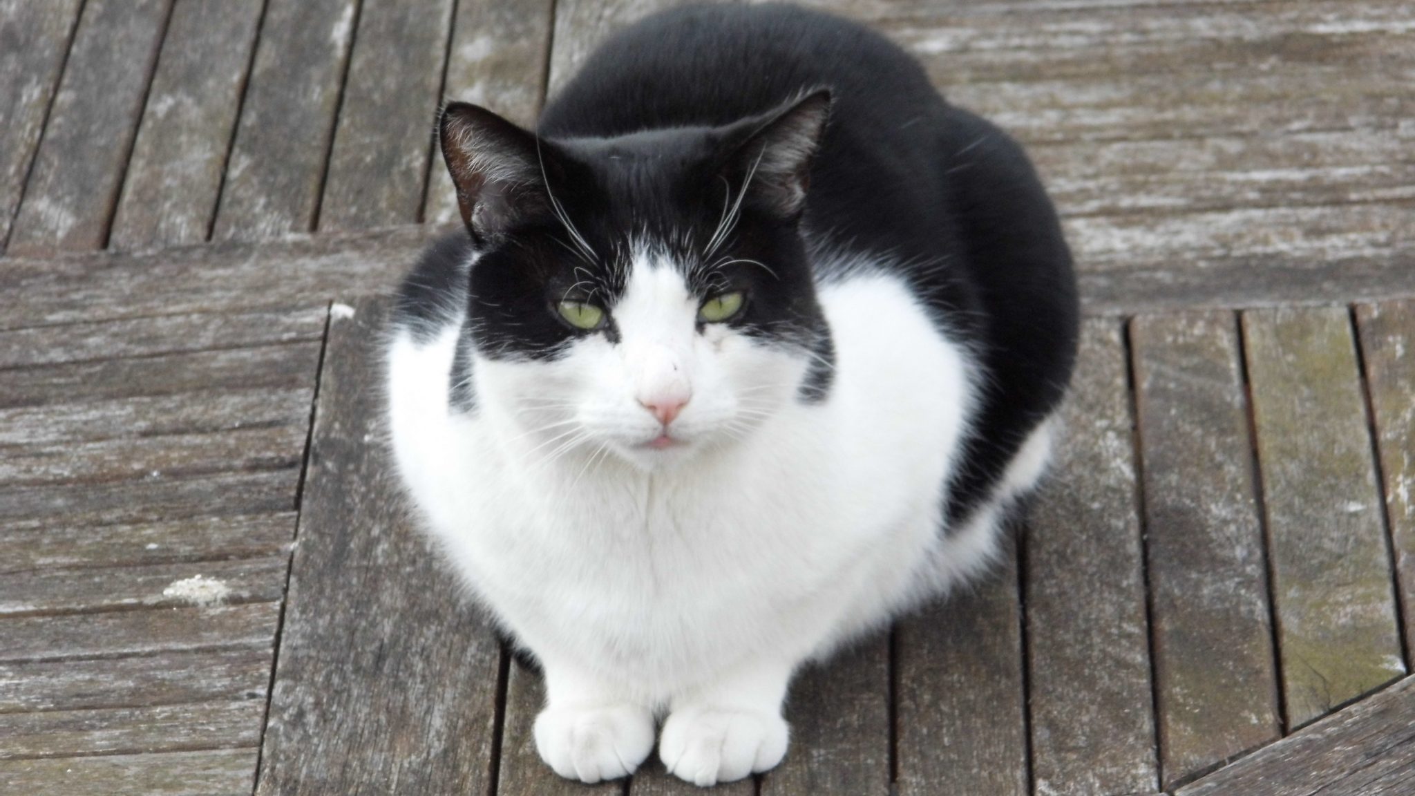 Photos – Allan Smart's Web Site